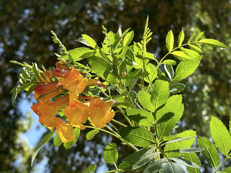 Flowering Tree of Handroanthus Impetiginosus (lat.Tabebuia Impetiginosa ...