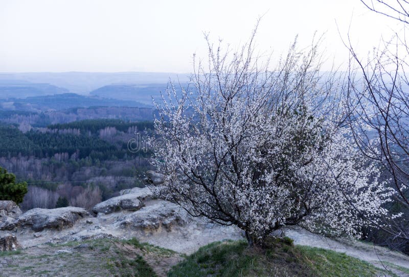 Flowering Tree on Top of a Cliff Above a Mountain Valley Stock Image ...
