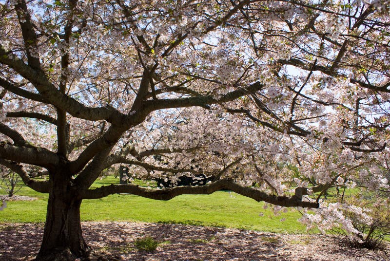 Flowering Tree stock photo. Image of blossoms, tree, beautiful - 51110690