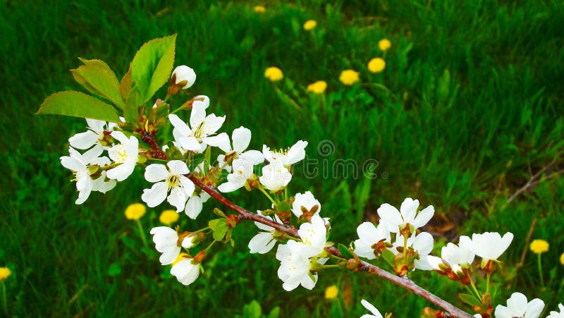 Flowering tree. stock image. Image of full, garden, nature - 116896651