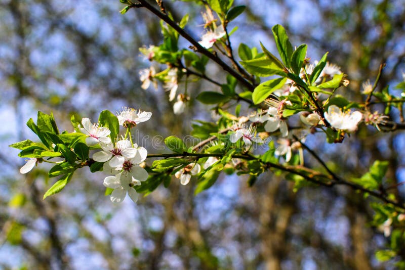 Flowering tree twig stock photo. Image of spring, branch - 91348458