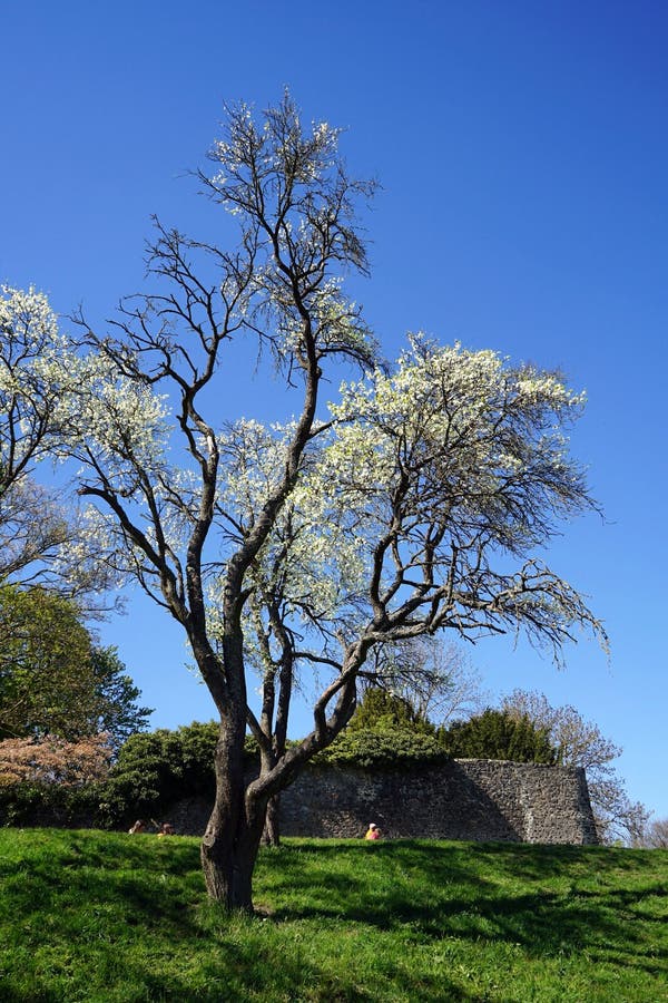 Flowering Tree Under a Sunny Blue Sky at a Monastery on Schiffenberg in ...