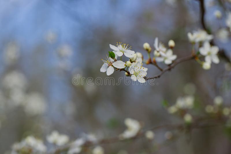 A Flowering Tree at the Very Beginning of Spring Stock Photo - Image of ...