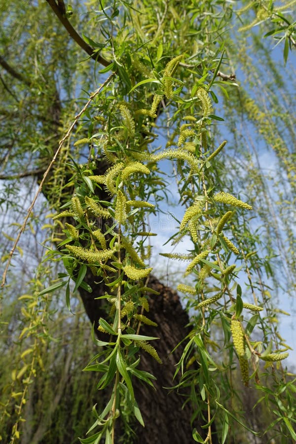 200 Flowering Weeping Willow Stock Photos - Free & Royalty-Free Stock ...
