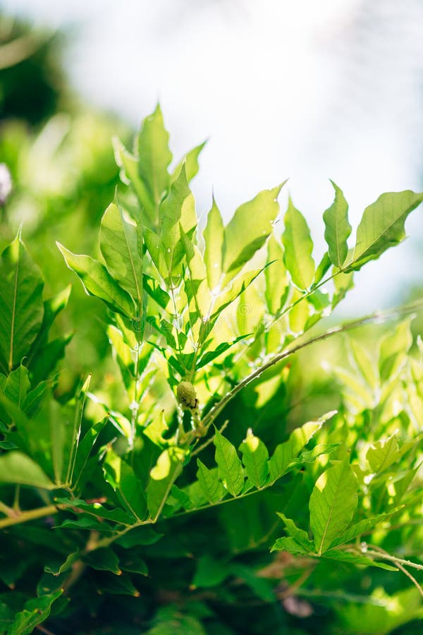 Flowering Tree Wisteria in Montenegro, the Adriatic and the Balk Stock ...