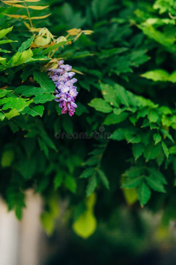 Flowering Tree Wisteria in Montenegro, the Adriatic and the Balk Stock ...