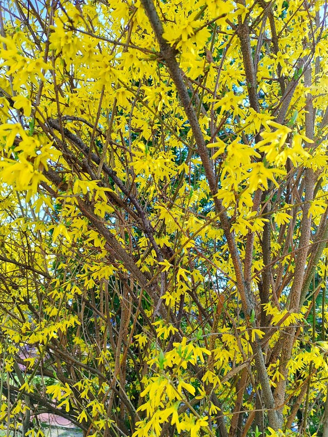 A Flowering Tree with Yellow Flowers on Spring Stock Photo - Image of ...