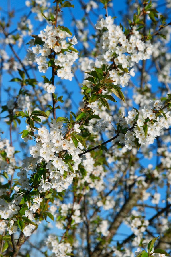 Flowering Trees Against Blue Sky Stock Image - Image of green, season ...
