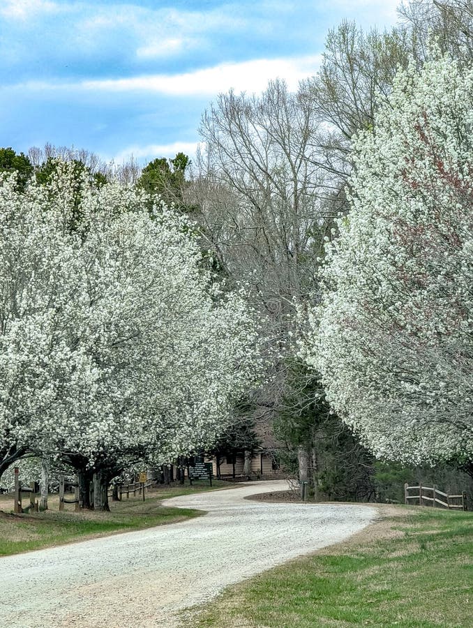 Flowering Trees Along Country Road Stock Photo - Image of bloom ...
