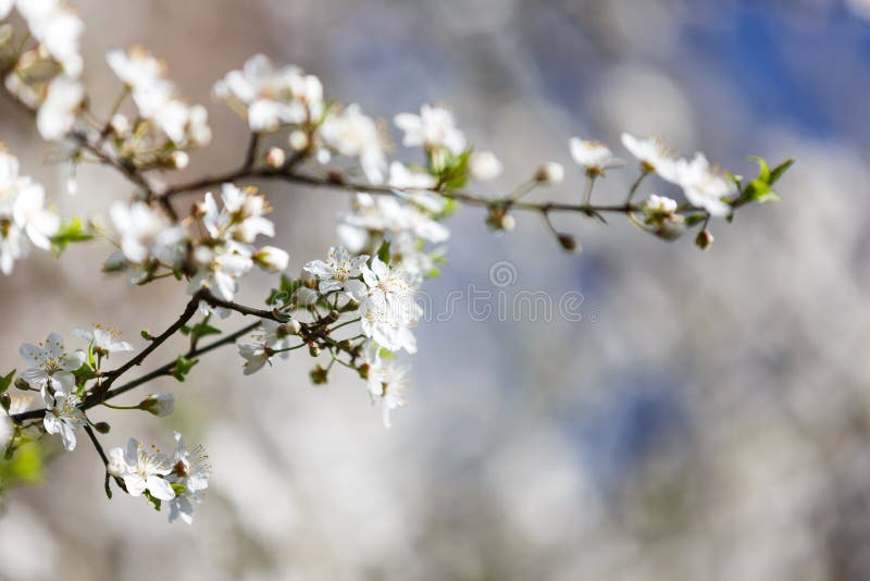 The flowering trees stock image. Image of foliage, plant - 69945959