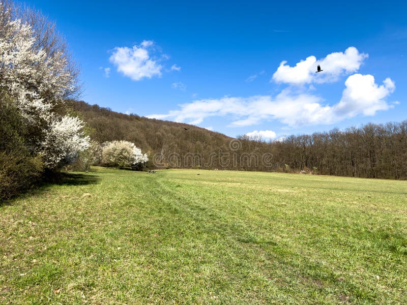 Flowering Trees at the Edge of the Meadow Stock Photo - Image of nature ...