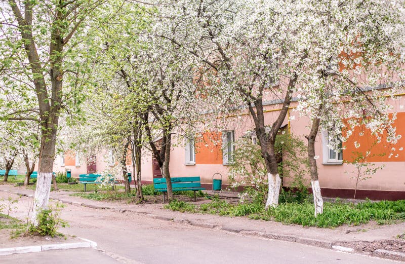 Flowering Trees Near the House in Spring Stock Photo - Image of ...