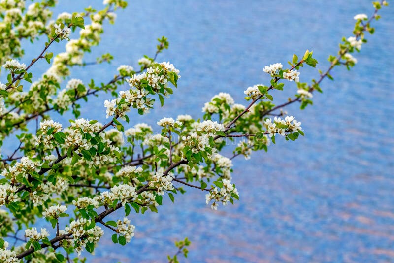 Flowering Trees. Pear Branch with Flowers by the River Stock Photo ...