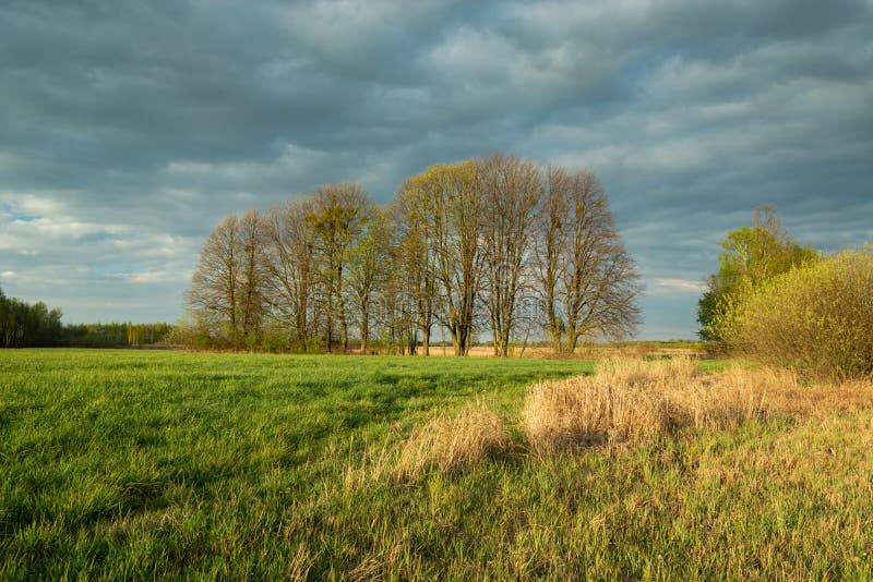 Flowering Trees and Shrubs in a Green Meadow Stock Photo - Image of ...
