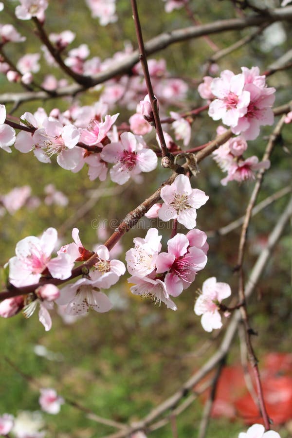 Flowering Trees in the Spring Stock Photo - Image of flowering, park ...