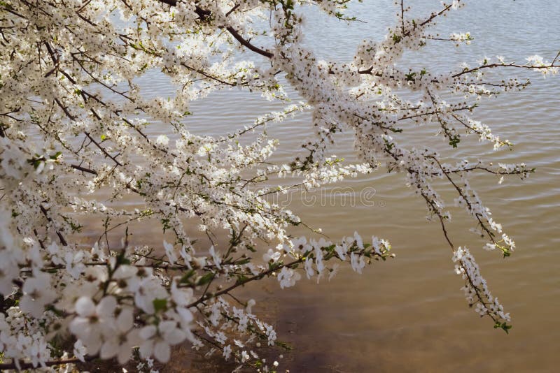 The Branches of a Flowering Tree Hang Down To the Water. Flowering in ...