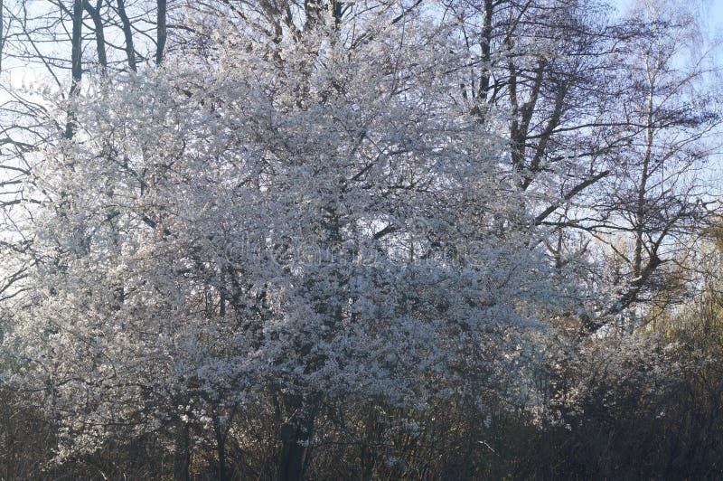Flowering Trees in the Spring. Berlin, Germany. Stock Photo - Image of ...