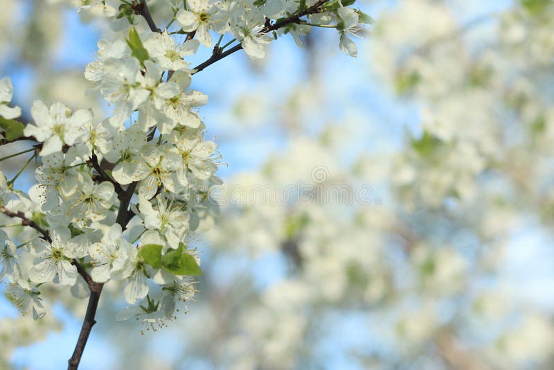 Flowering Trees in Spring on a Blurred Background, Selective Focus ...
