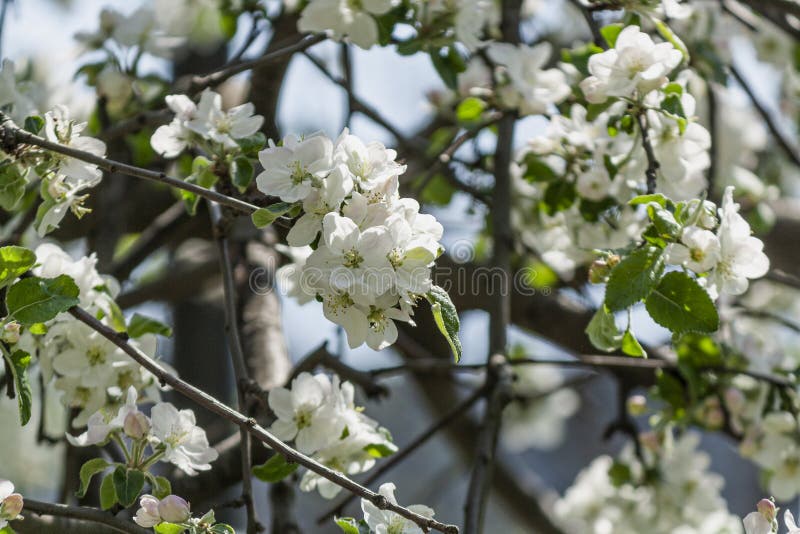 Flowering Trees in Spring, Small Flowers on the Branches Stock Image ...