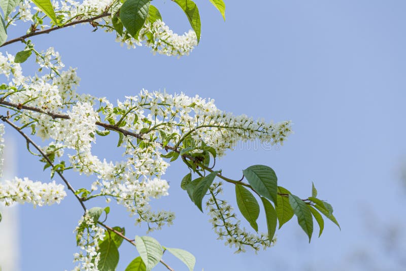 Flowering Trees in Spring, Small Flowers on the Branches Stock Photo ...