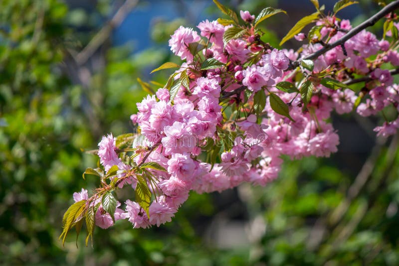 Flowering trees in spring stock photo. Image of alley - 55149328