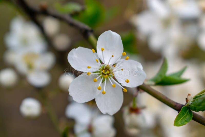 Flowering Flowering Trees in Spring White Flowers Stock Image - Image ...