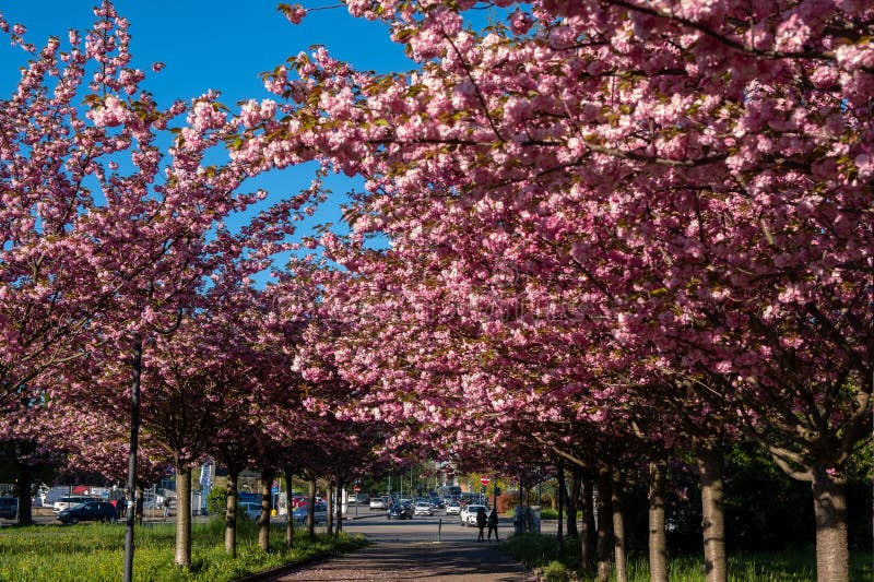Flowering Trees during Springtime, Turin, Piedmont. Italy Stock Photo ...