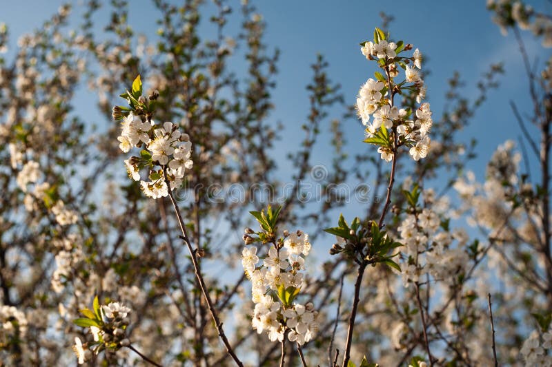 Flowering Trees on a Sunny Day Stock Photo - Image of delicate ...