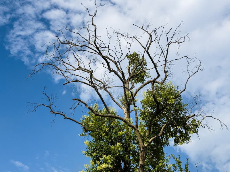 Flowering Trees with Tortuous Trunks and Leafless Crown Branches Stock ...