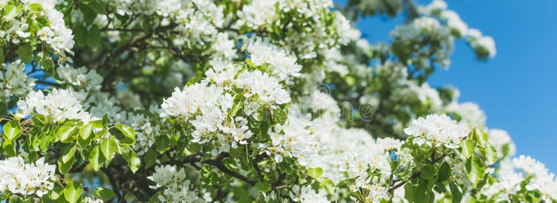 Flowering Trees with White Buds in Spring Stock Image - Image of soft ...