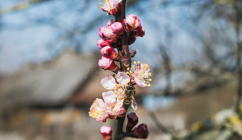 Flowering Trees with White Buds in Spring Stock Image - Image of petal ...