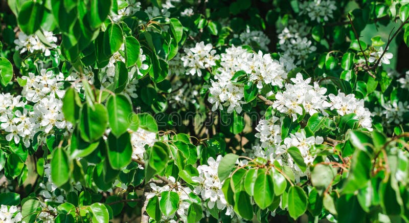 Flowering Trees with White Buds in Spring Stock Image - Image of fresh ...