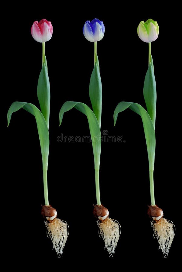 Cross Section of Red Tulip stock image. Image of petal - 4454655