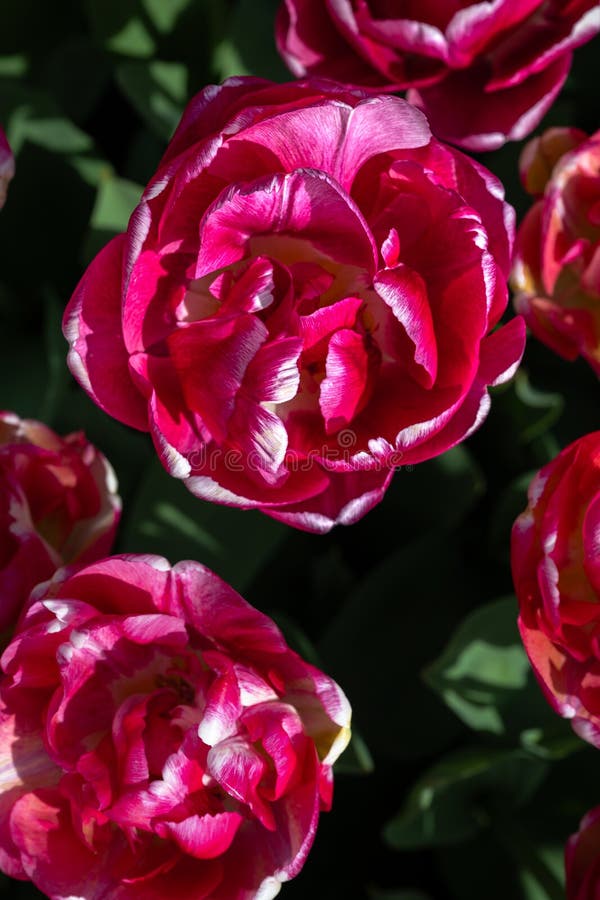 Tulip Variety Aloha Stock Photos - Free & Royalty-Free Stock Photos ...