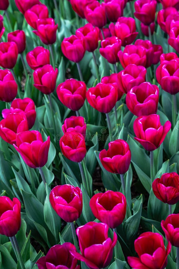 Flowering Tulips in Spring stock image. Image of flower - 384058313