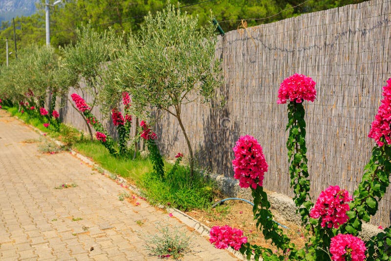 Flowering Turkish Trees. Background with Selective Focus and Copy Space ...