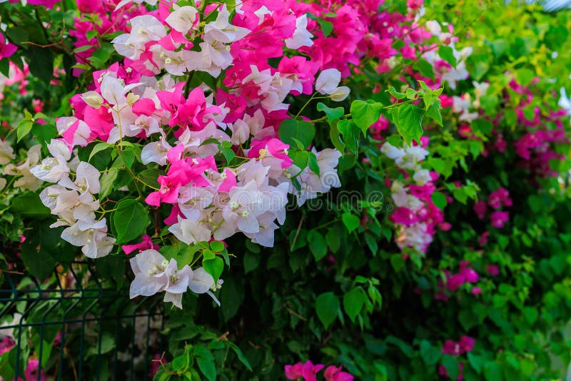 Flowering Turkish Trees. Background with Selective Focus and Copy Space ...
