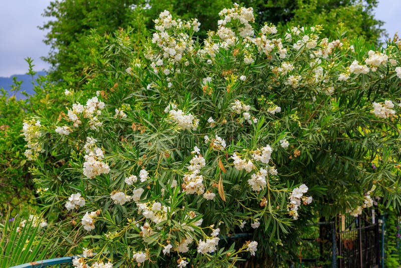Flowering Turkish Trees. Background with Selective Focus and Copy Space ...