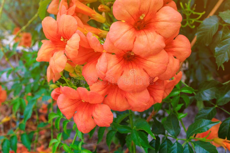 Flowering Turkish Trees. Background with Selective Focus and Copy Space ...
