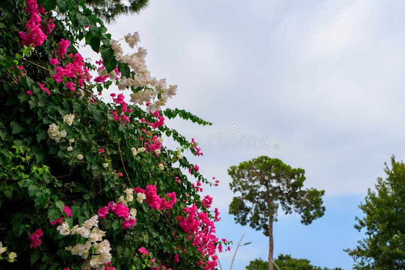 Flowering Turkish Trees. Background with Selective Focus and Copy Space ...