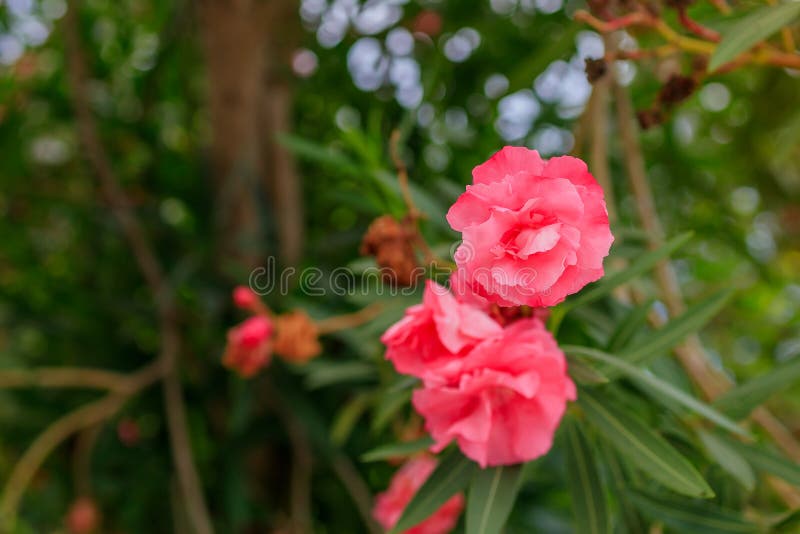 Flowering Turkish Trees. Background with Selective Focus and Copy Space ...