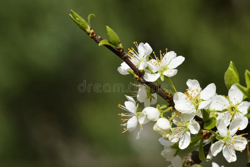 Flowering twig stock photo. Image of fruit, sunlit, blossom - 70046806