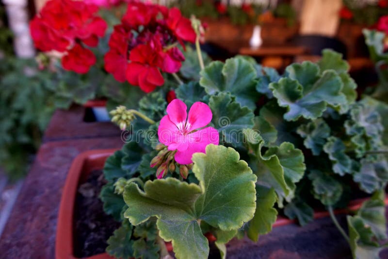 Flowering Varicoloured Hydrangeas Hydrangea Macrophylla in Pots ...