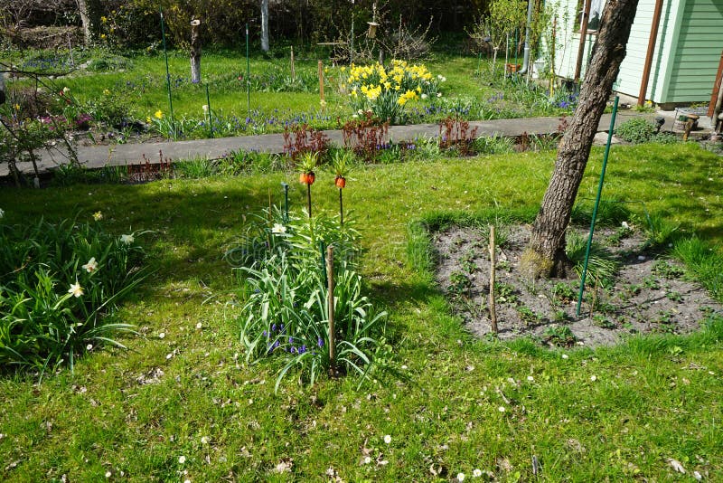 Flowering Vegetation in the Garden in Spring. Berlin, Germany Stock ...