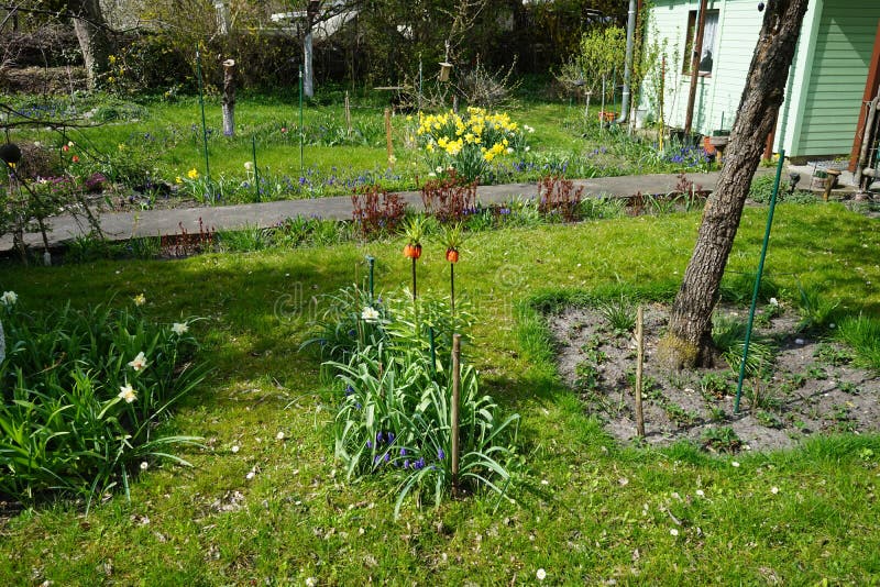 Flowering Vegetation in the Garden in Spring. Berlin, Germany Stock ...
