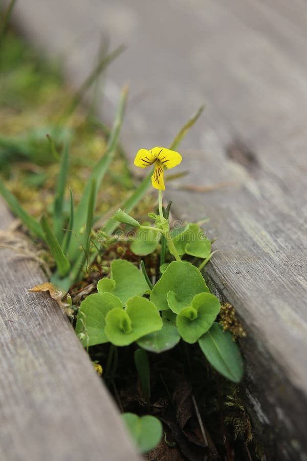 Flowering Viola Biflora, the Arctic Yellow Violet Stock Photo - Image ...