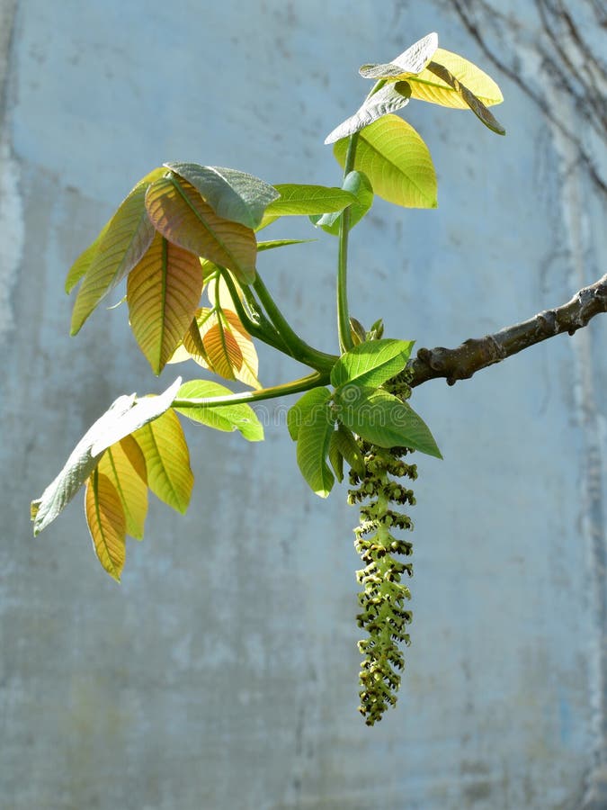 Flowering walnut branch stock photo. Image of branch - 143672764