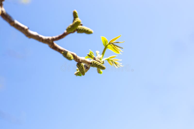 Flowering Walnut Catkins on a Tree Branch Against a Blue Sky Stock ...