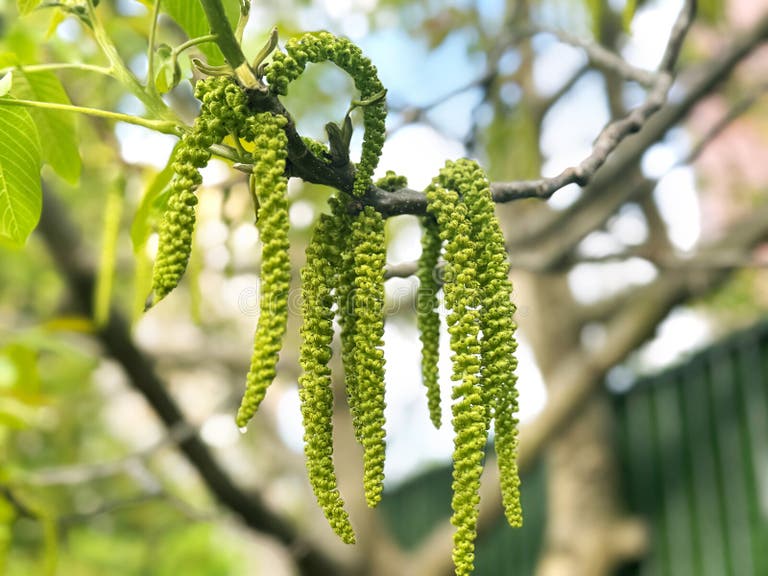 Flowering Walnut Early Spring. Walnut Blossoms Stock Image - Image of ...