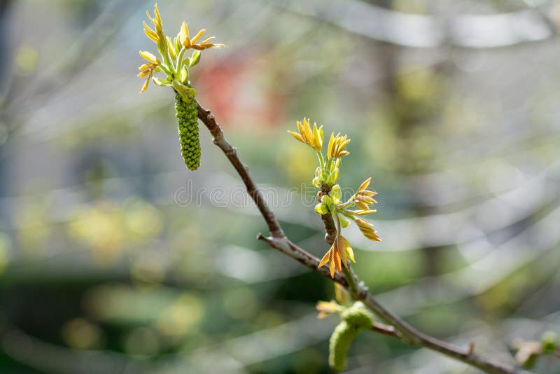 Flowering of Walnut Tree - Springtime in Garden Stock Image - Image of ...